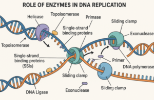 What is the Role of Enzymes in the DNA Replication Process?