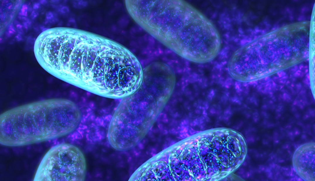 Do Bacteria Have Mitochondria?